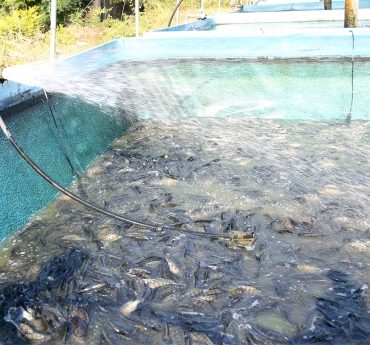 Centro de Larvicultura de Tilápia de Massangano com boa produção de ...