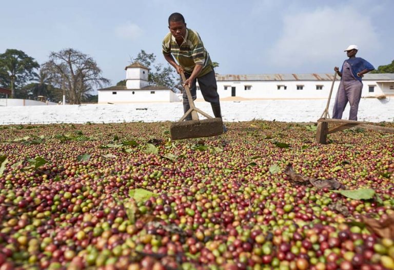 Fundo de Desenvolvimento do Café prontifica-se em apoiar cafeicultores ...