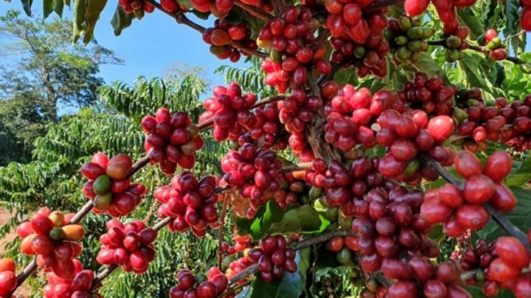 Angola vai ganhar no próximo ano um centro de pesquisa para melhoria do ...