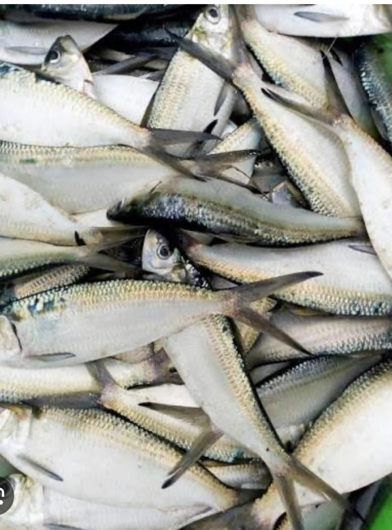 Proibida pesca da sardinha nos mares de Angola. A medida será levantada ...